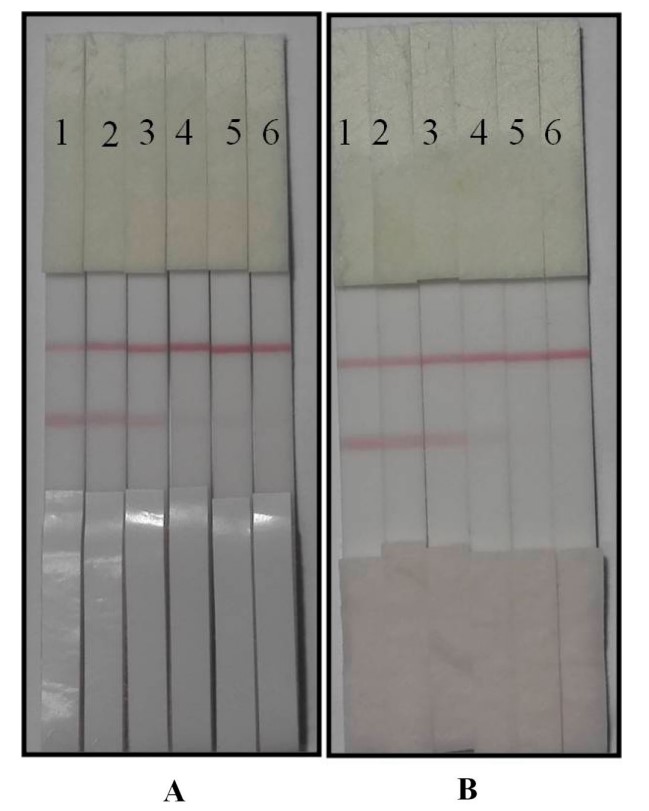 Natamycin Antibodies & Antigens - Creative Diagnostics