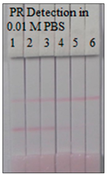 Paromomycin Antibodies & Antigens - Creative Diagnostics