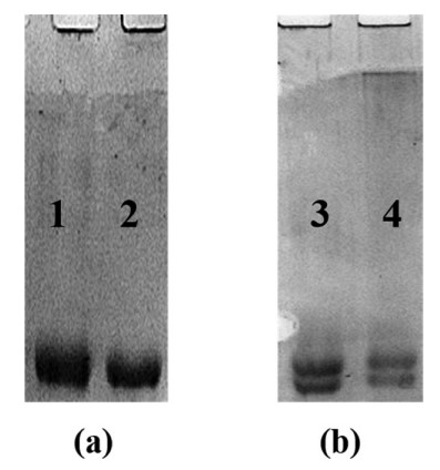 Salinomycin Antibodies & Antigens - Creative Diagnostics