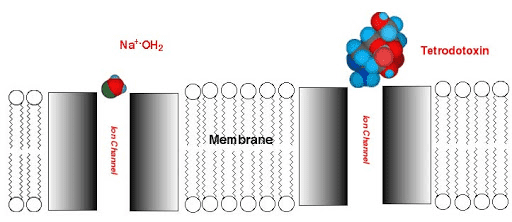 Tetrodotoxin (TTX) Rapid Test Strip for Tissue & Puffer Fish - Creative ...