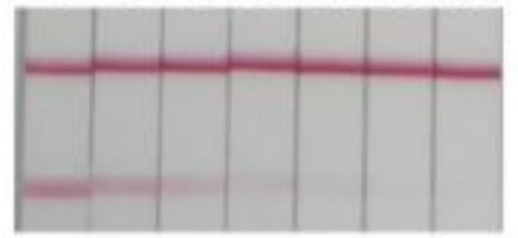 Tetrodotoxin Screen Test - Creative Diagnostics
