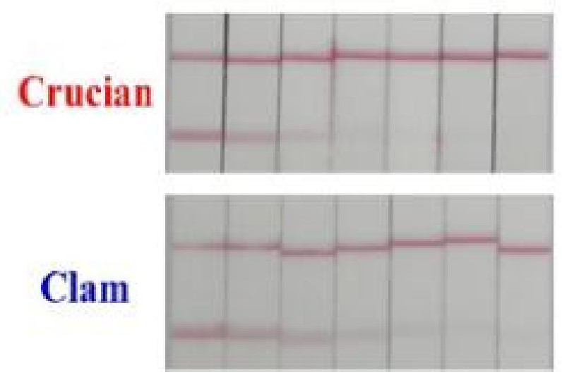 Tetrodotoxin Screen Test - Creative Diagnostics