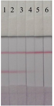 Tylosin Antibodies & Antigens - Creative Diagnostics