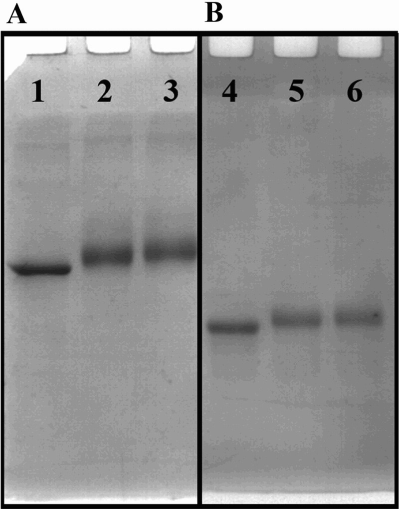 Vancomycin Antibodies & Antigens - Creative Diagnostics