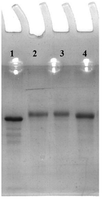 Vitamin B7 Antibodies & Antigens - Creative Diagnostics