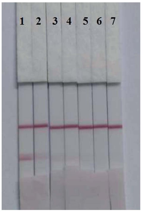Vitamin B7 Screen Test - Creative Diagnostics