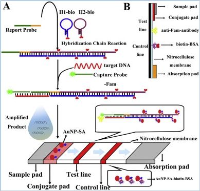 Nucleic Acid Lateral Flow Immunoassay (NALFIA) - Creative Diagnostics
