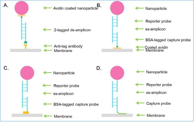 Nucleic Acid Lateral Flow Immunoassay (NALFIA) - Creative Diagnostics
