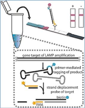 Nucleic Acid Lateral Flow Immunoassay (NALFIA) - Creative Diagnostics