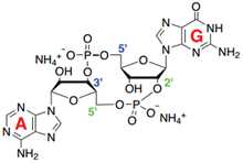 2’3’-cGAMP - Creative Diagnostics