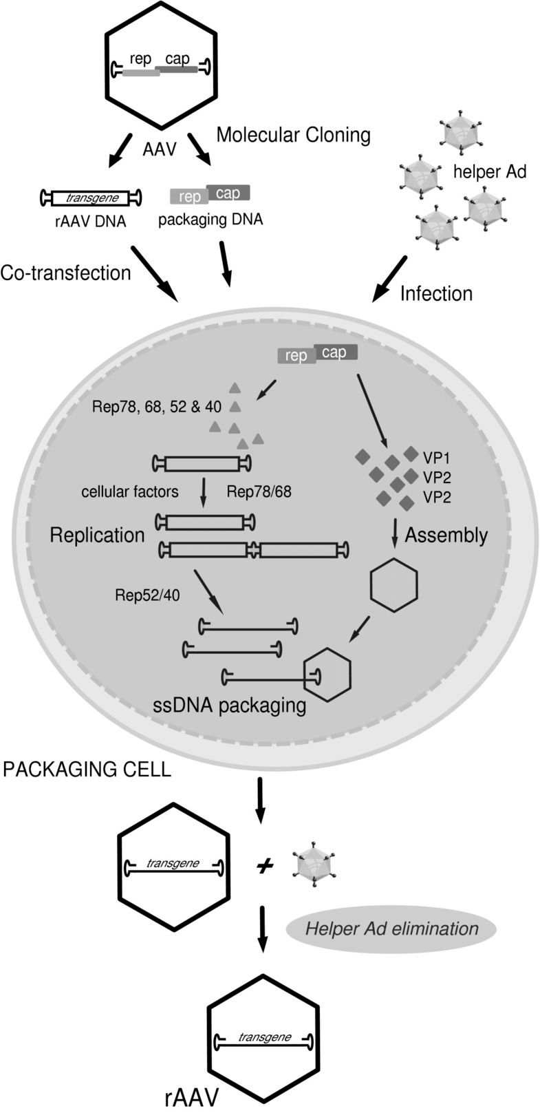 AAV Antibodies and Titration ELISA - Creative Diagnostics