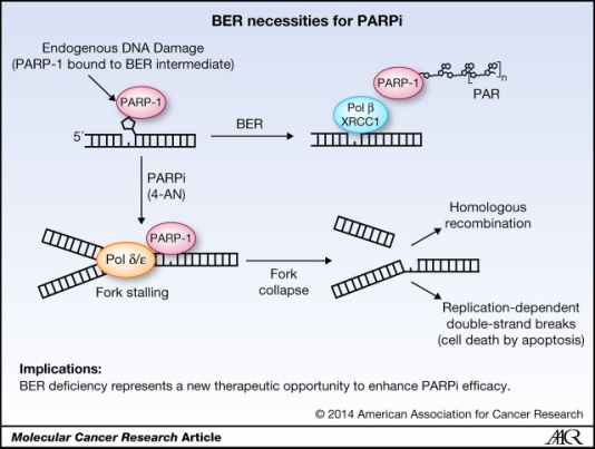 Immunology Resource Library - Creative Diagnostics