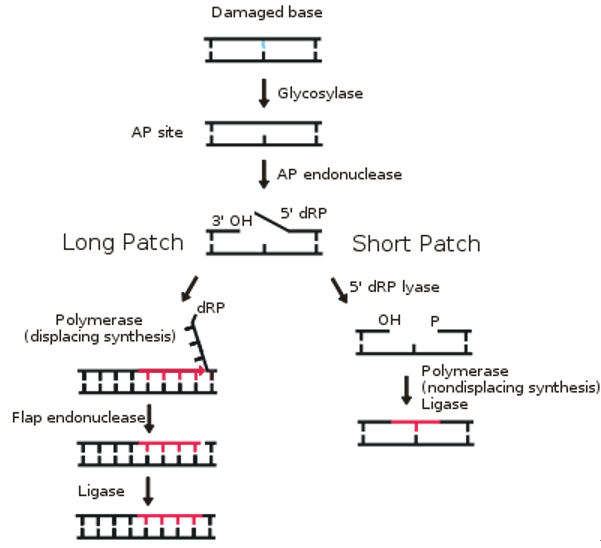 Base Excision Repair Pathway - Creative Diagnostics