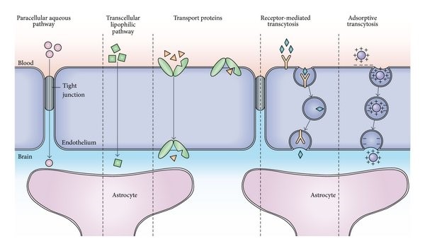 Blood-brain Barrier Permeability - Creative Diagnostics