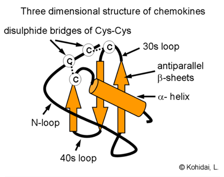 Chemokines and Chemokine Receptors - Creative Diagnostics