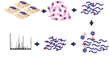 Antibodies, Primary Antibodies, Cardiac markers Antibodies - Creative ...