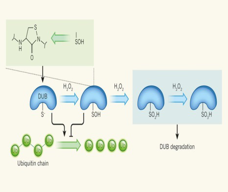 Deubiquitinating Enzymes (DUBs) - Creative Diagnostics