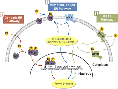 Immunology Resource Library - Creative Diagnostics