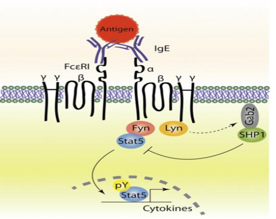 Immunology Resource Library - Creative Diagnostics