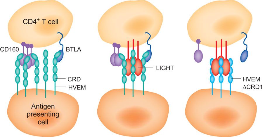 Immunology Resource Library - Creative Diagnostics
