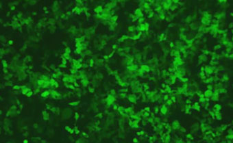 ELISA Kits for Drug Residues Detection - Creative Diagnostics