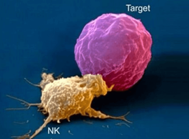Immunocyte Markers - Creative Diagnostics