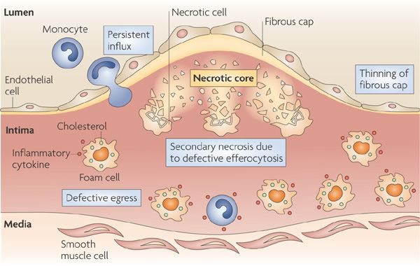 Immunology Resource Library - Creative Diagnostics