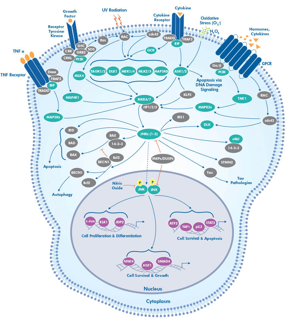 Immunology Resource Library - Creative Diagnostics