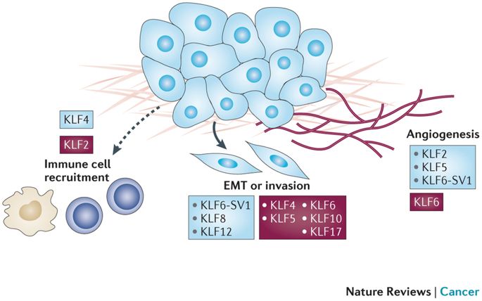 Immunology Resource Library - Creative Diagnostics