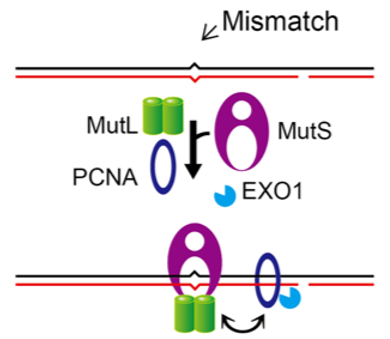 Mismatch Repair Pathway - Creative Diagnostics