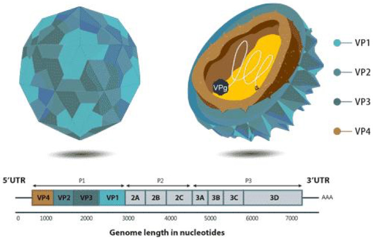 Enterovirus 71 Virus Antigens - Creative Diagnostics