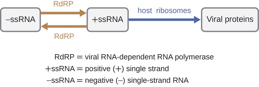 Leukemia Virus Antigens - Creative Diagnostics