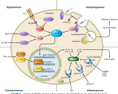 Immunology Resource Library - Creative Diagnostics