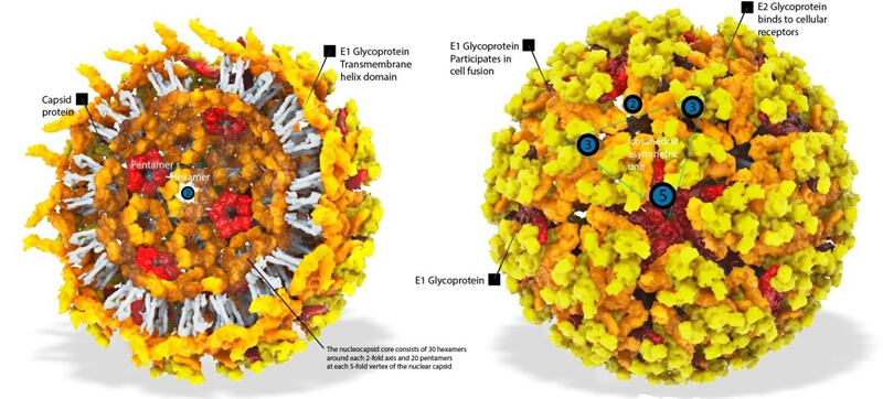 Alphaviruses Antigens - Creative Diagnostics