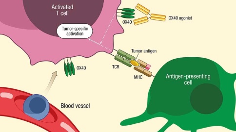 Immunology Resource Library - Creative Diagnostics