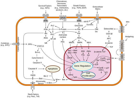 Immunology Resource Library - Creative Diagnostics
