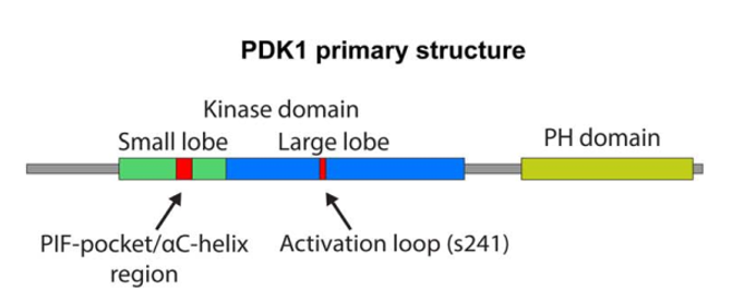 PDK-1 Signaling Pathway - Creative Diagnostics