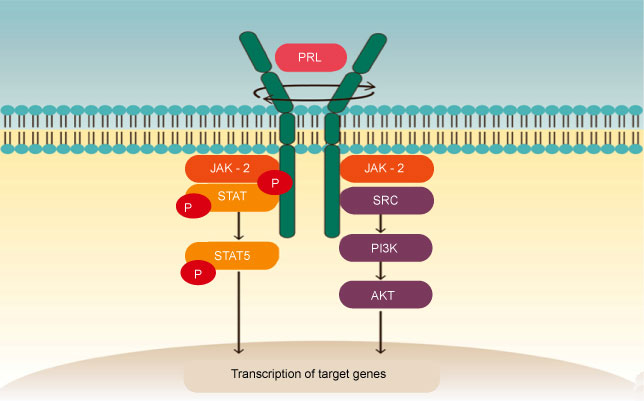 Immunology Resource Library - Creative Diagnostics
