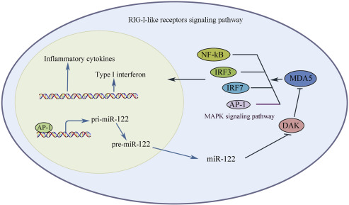Immunology Resource Library - Creative Diagnostics