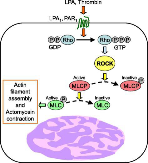 Immunology Resource Library - Creative Diagnostics