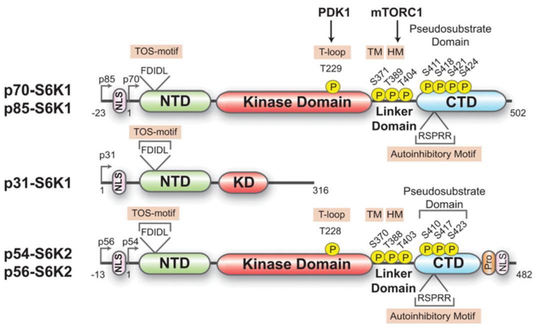 S6 Kinase Signaling Pathway - Creative Diagnostics