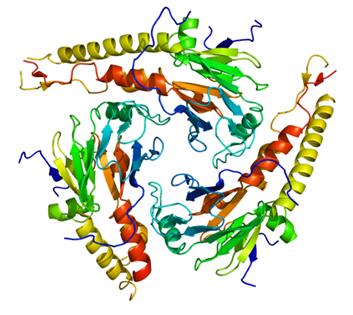 SMAD Family - Creative Diagnostics
