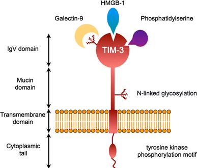 Immunology Resource Library - Creative Diagnostics