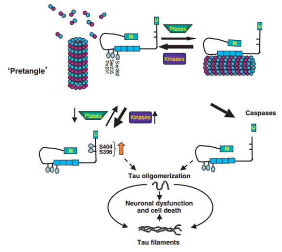 Tau Phosphorylation - Creative Diagnostics