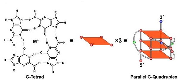 C-MYC Signaling Pathway - Creative Diagnostics