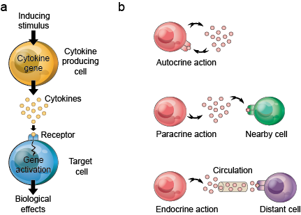 Cytokines and cytokine receptors ELISA Kits - Creative Diagnostics
