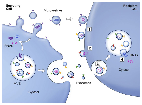 Exosomes Pathway - Creative Diagnostics