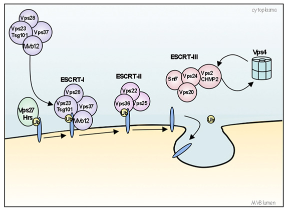 Exosomes Pathway - Creative Diagnostics