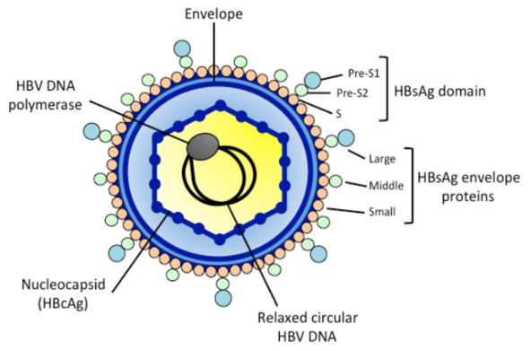Hepatitis B Virus Surface Antigen Mutants - Creative Diagnostics