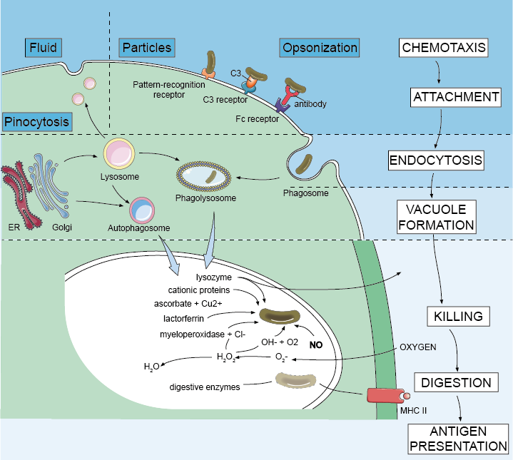 Phagocytosis - Creative Diagnostics